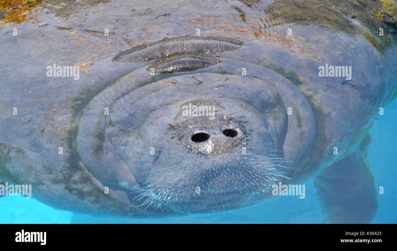 Manatees underwater hi-res stock photography and images - Alamy