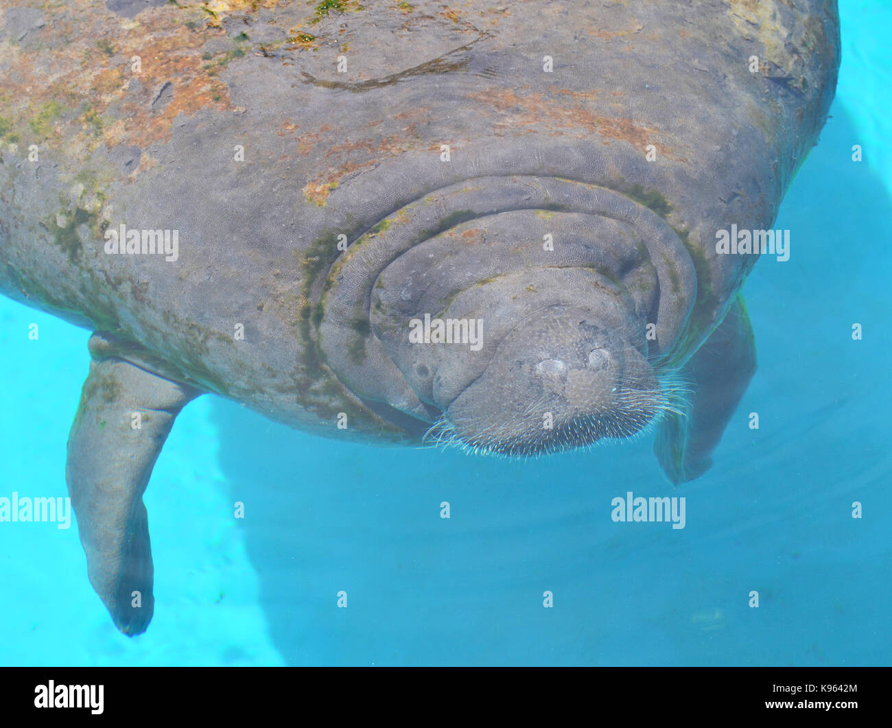 Close-up portrait of manatee Stock Photo - Alamy