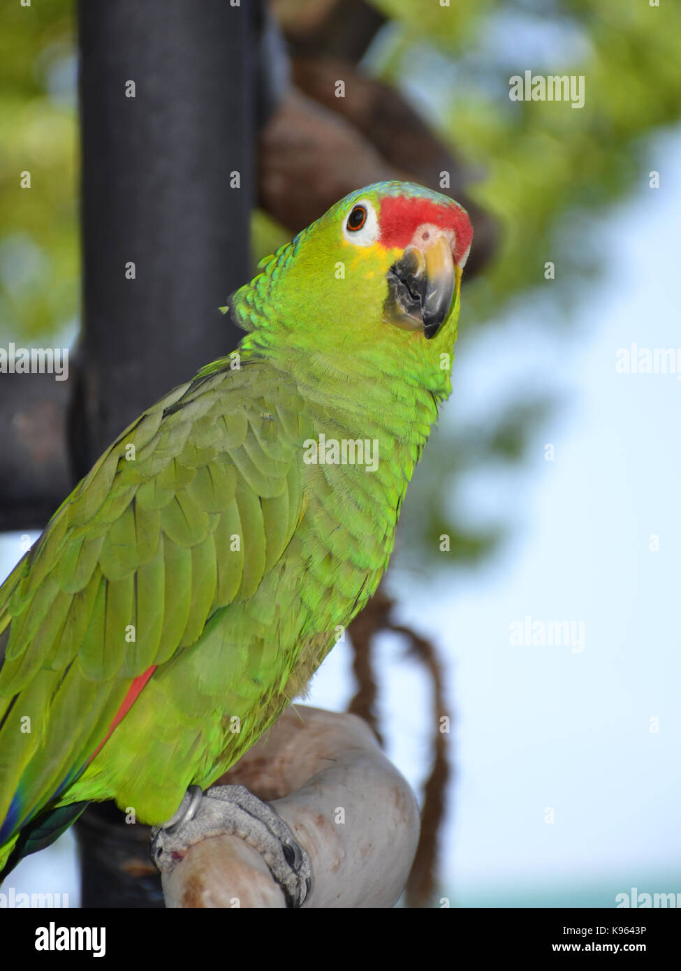 Green brazilian parrot Stock Photo - Alamy