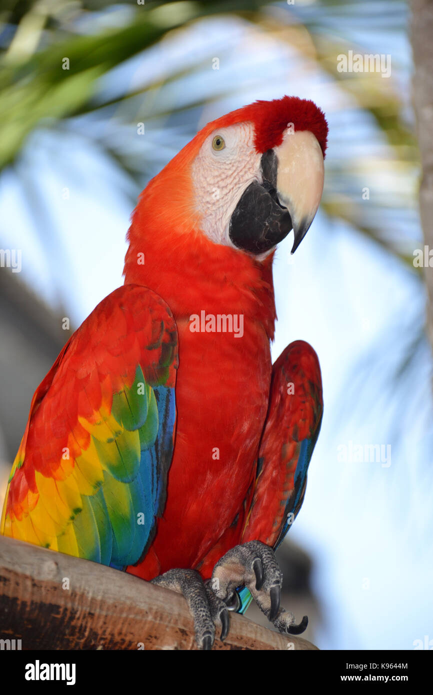 Portrait of Amazon macaw parrot Stock Photo - Alamy