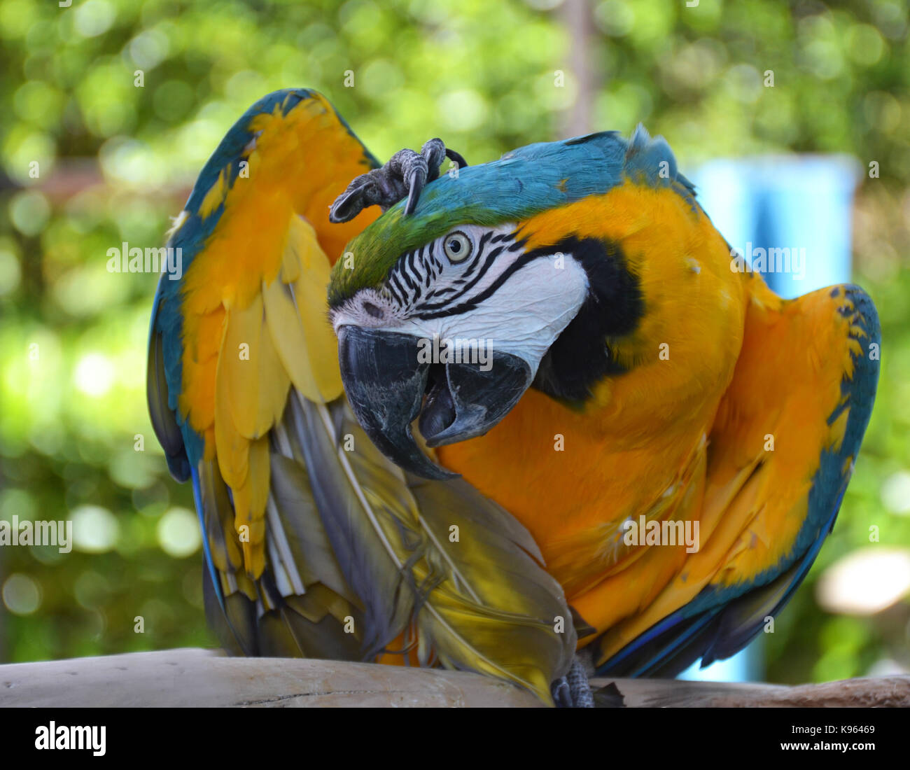 Macaw amazon rainforest brazil hi-res stock photography and images - Alamy