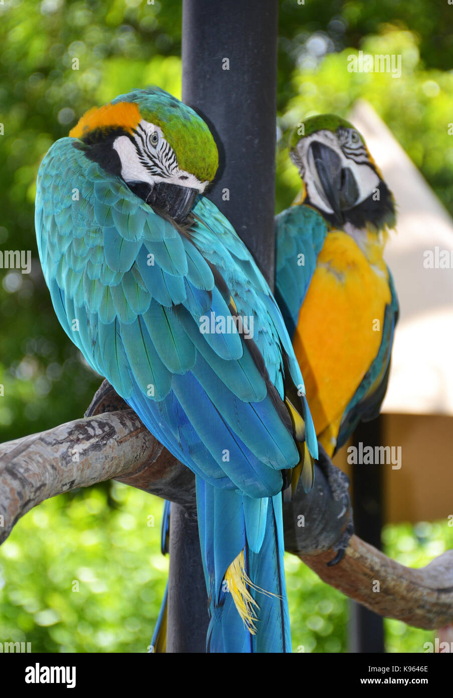 Portrait of Amazon macaw parrot Stock Photo - Alamy