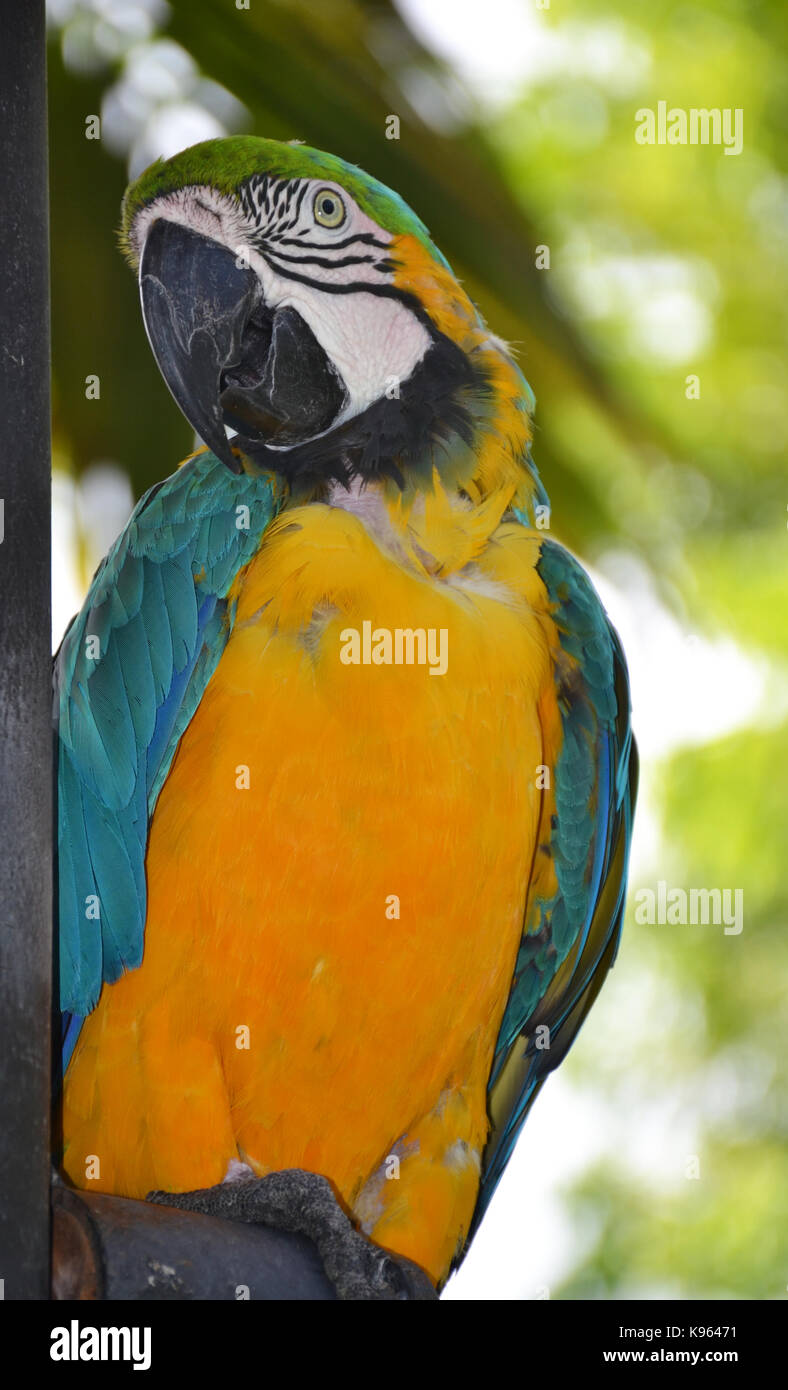 Portrait of Amazon macaw parrot Stock Photo - Alamy