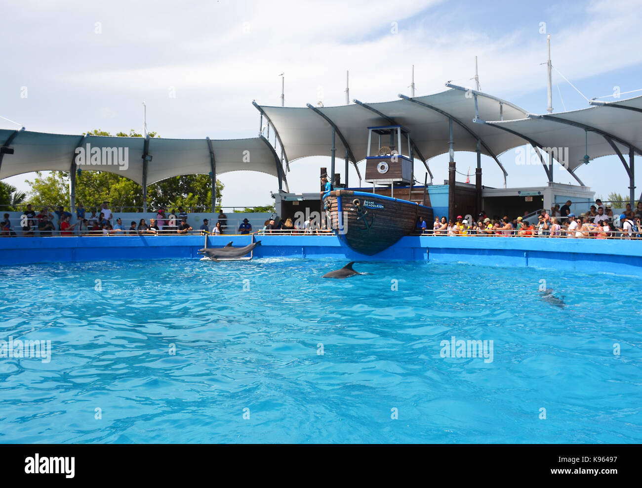 Dolphin show in Miami Seaquarium Stock Photo - Alamy