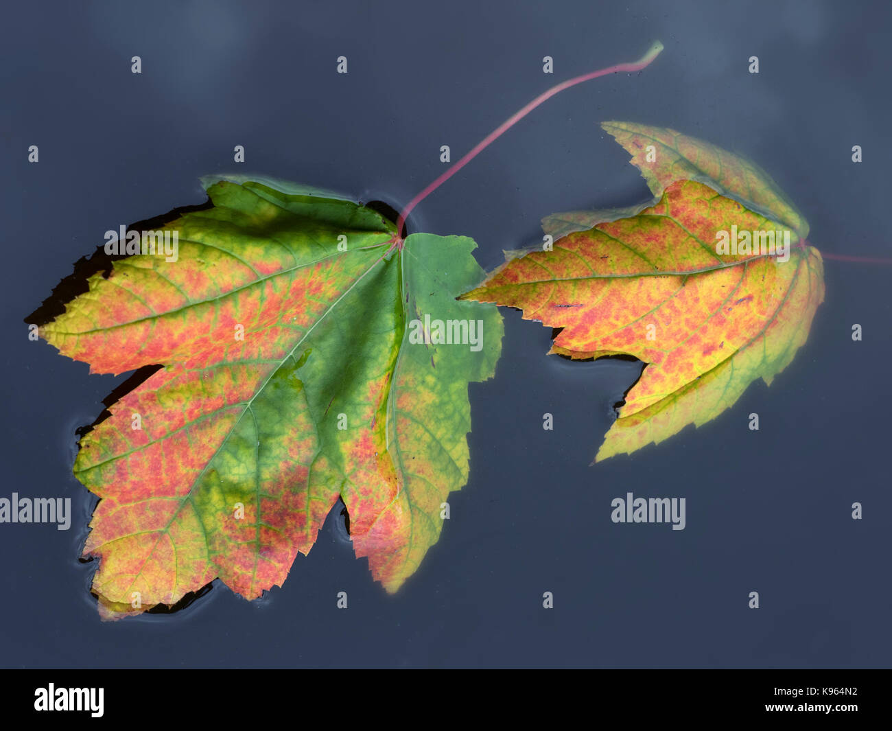Red Maple (Acer Rubrum) leaf floating in garden pond Stock Photo - Alamy