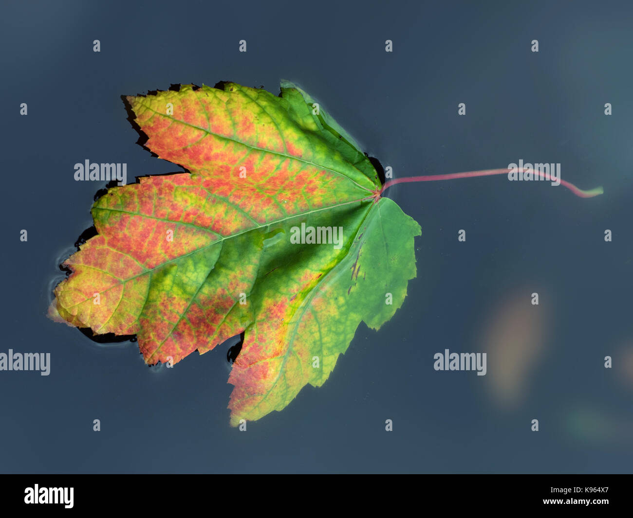 Acer rubrum leaf hi-res stock photography and images - Alamy