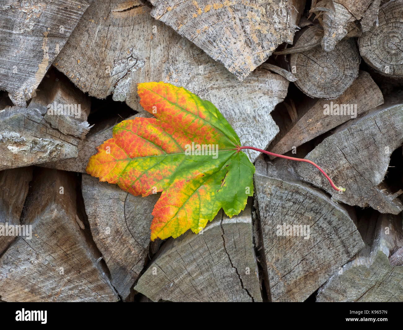 Acer rubrum leaf hi-res stock photography and images - Alamy