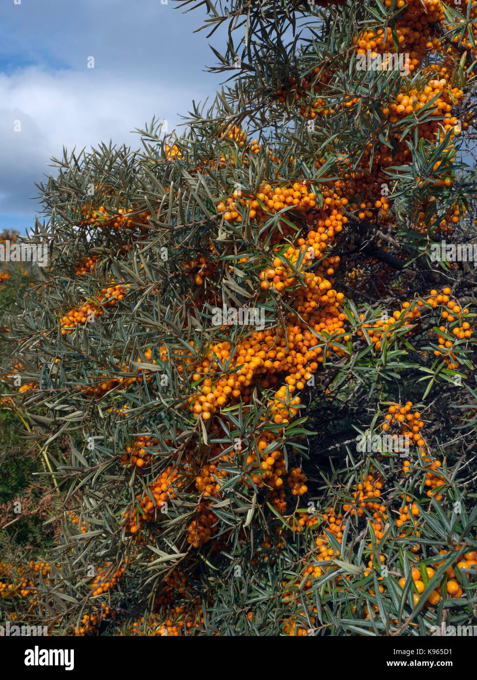 Sea Buckthorn Hippophae rhamnoides in autumn Cromer North Norfolk Stock ...