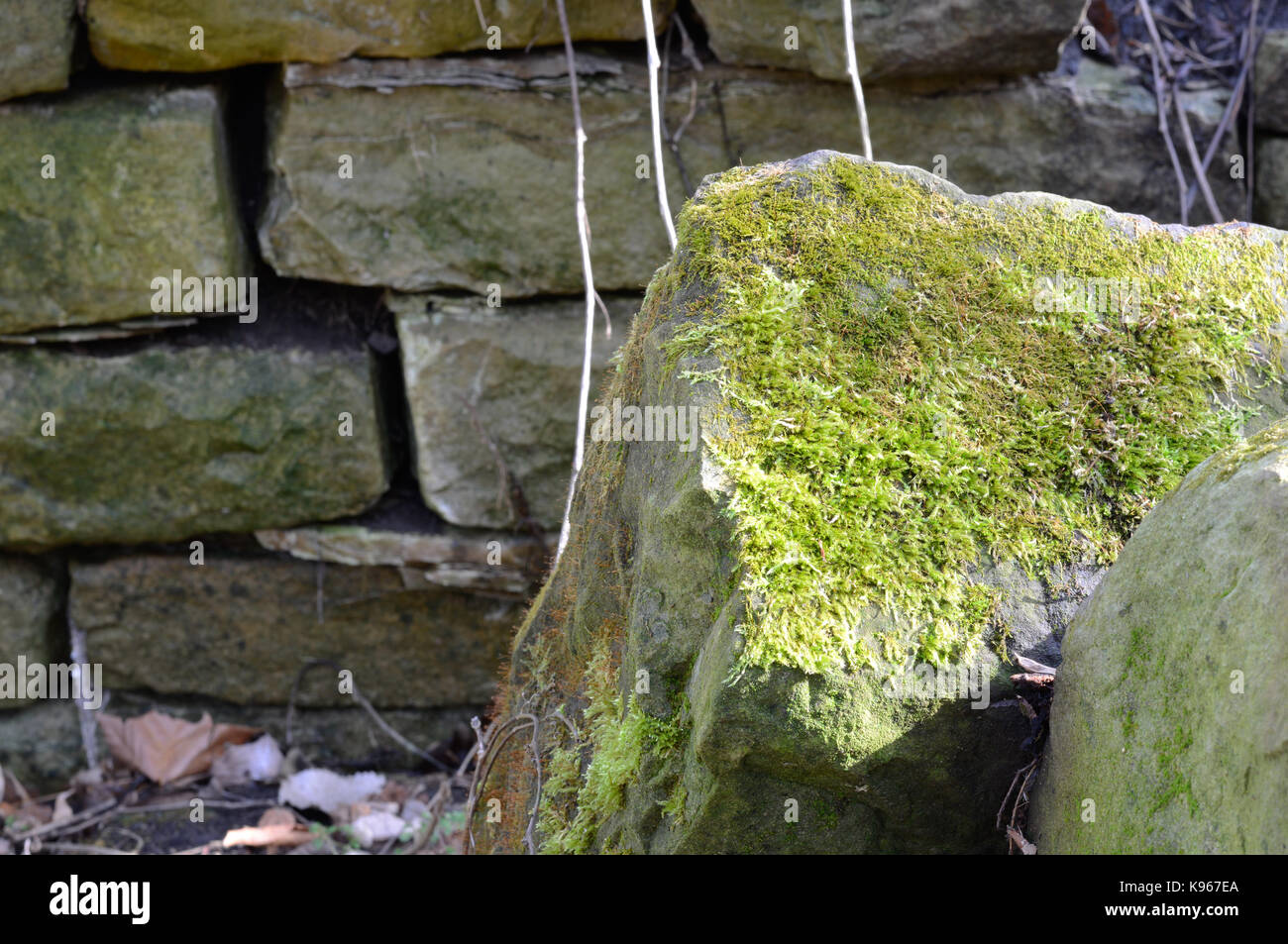 Moss stain hi-res stock photography and images - Alamy