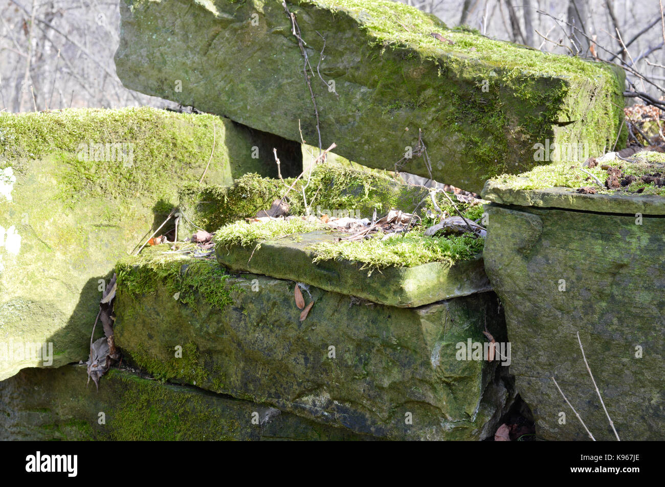 Cover of moss hi-res stock photography and images - Alamy