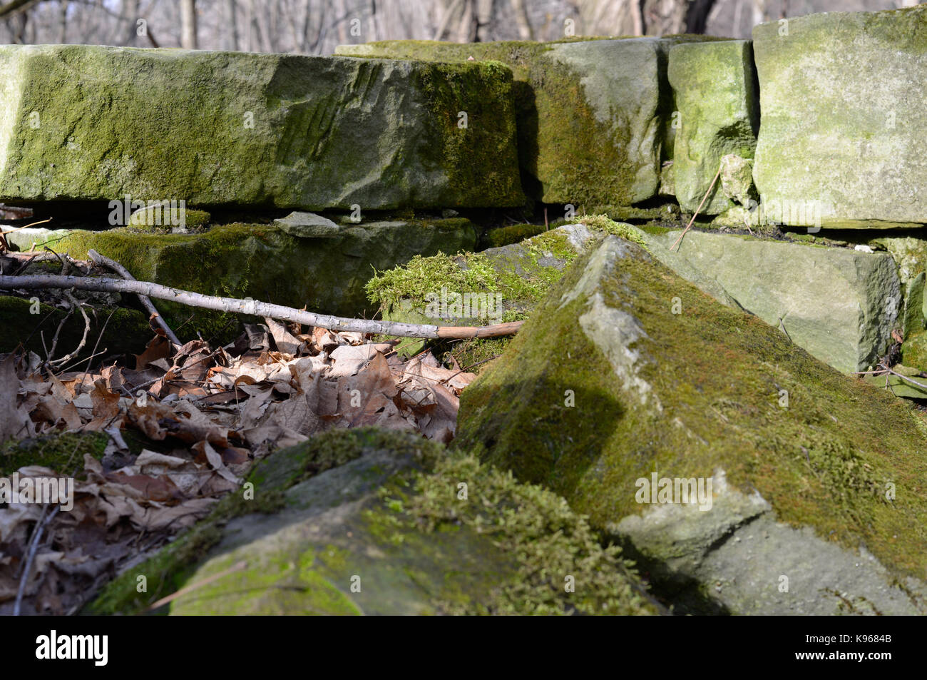 Cover of moss hi-res stock photography and images - Alamy