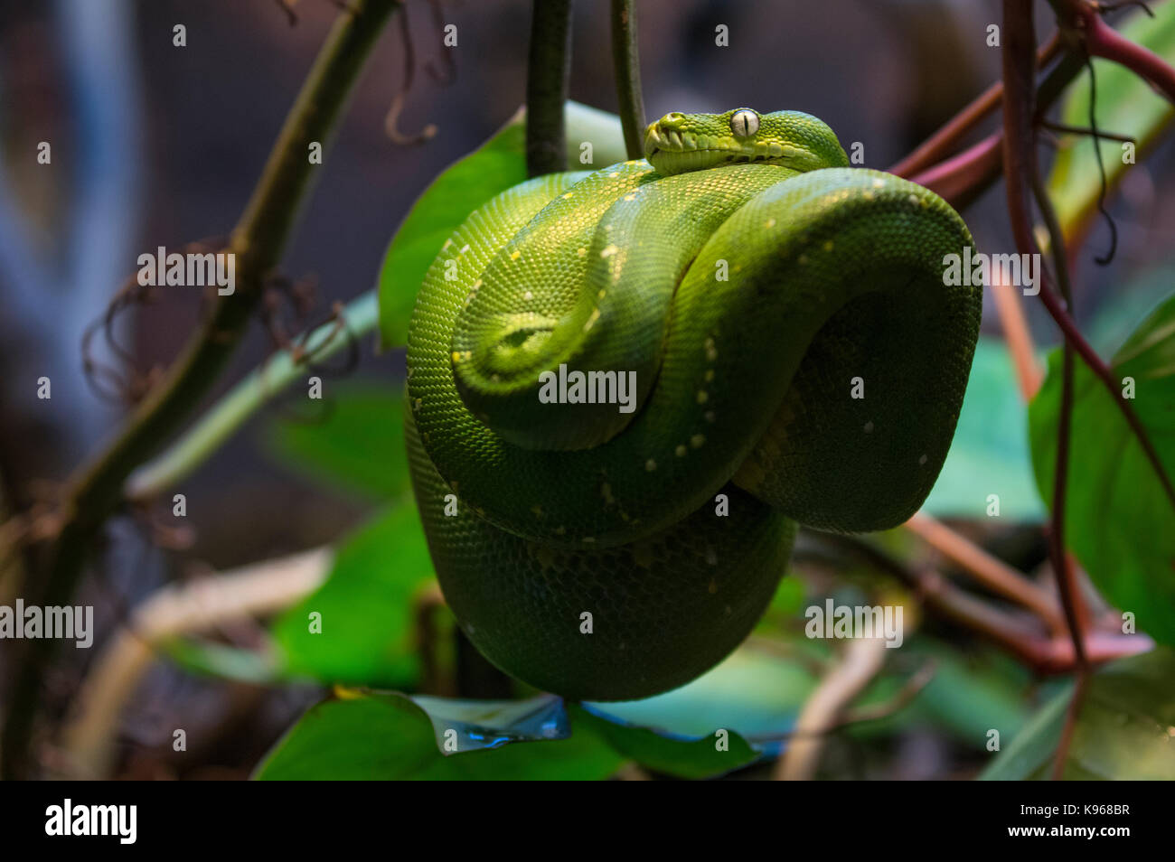 Green tree python resting on a twig Stock Photo - Alamy