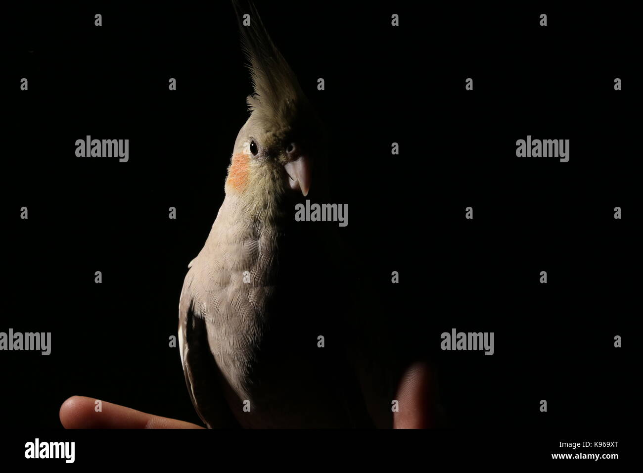 Cockatiel on hand hi-res stock photography and images - Alamy