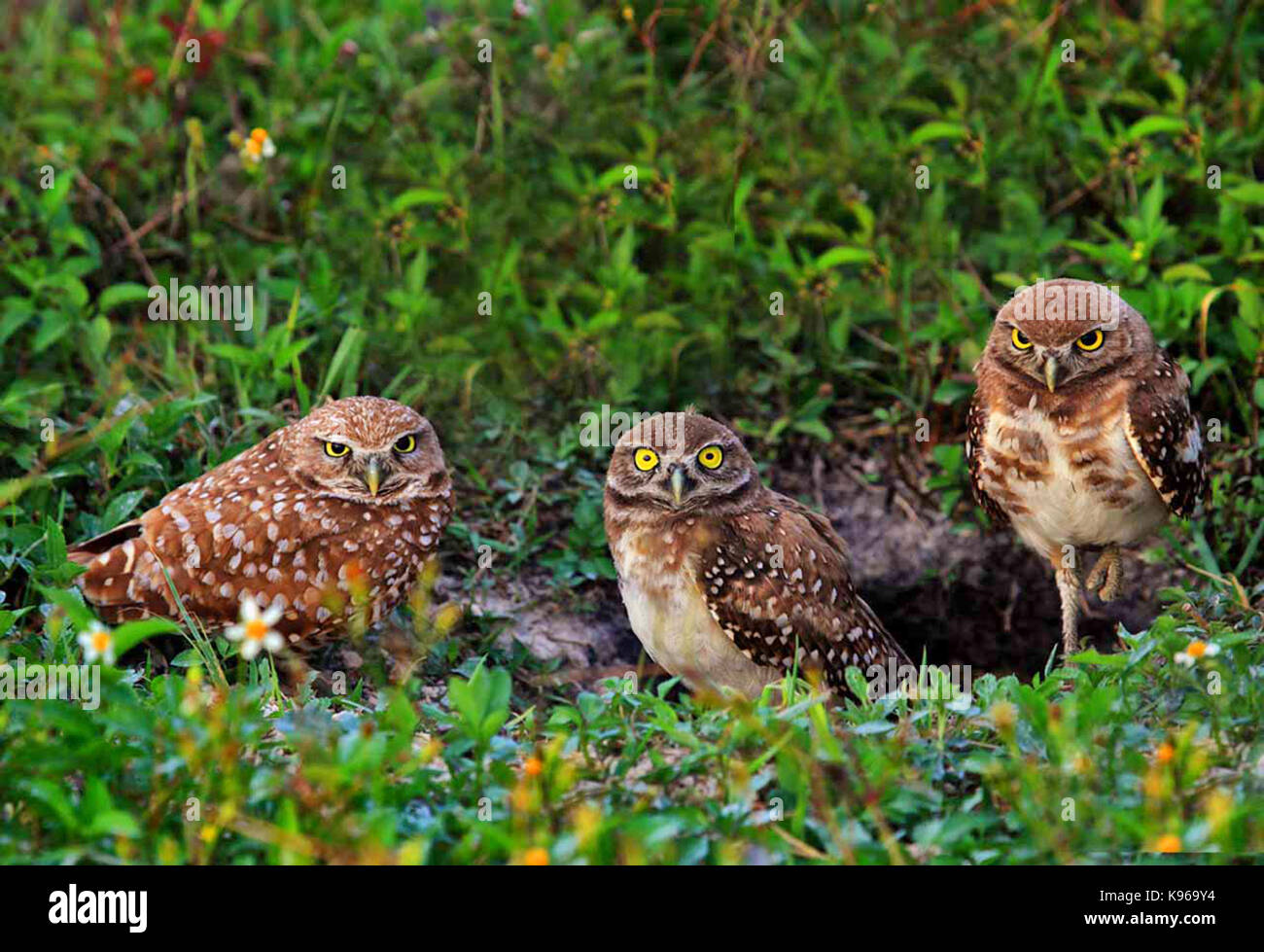 Burrowing Owls Burrow High Resolution Stock Photography and Images - Alamy