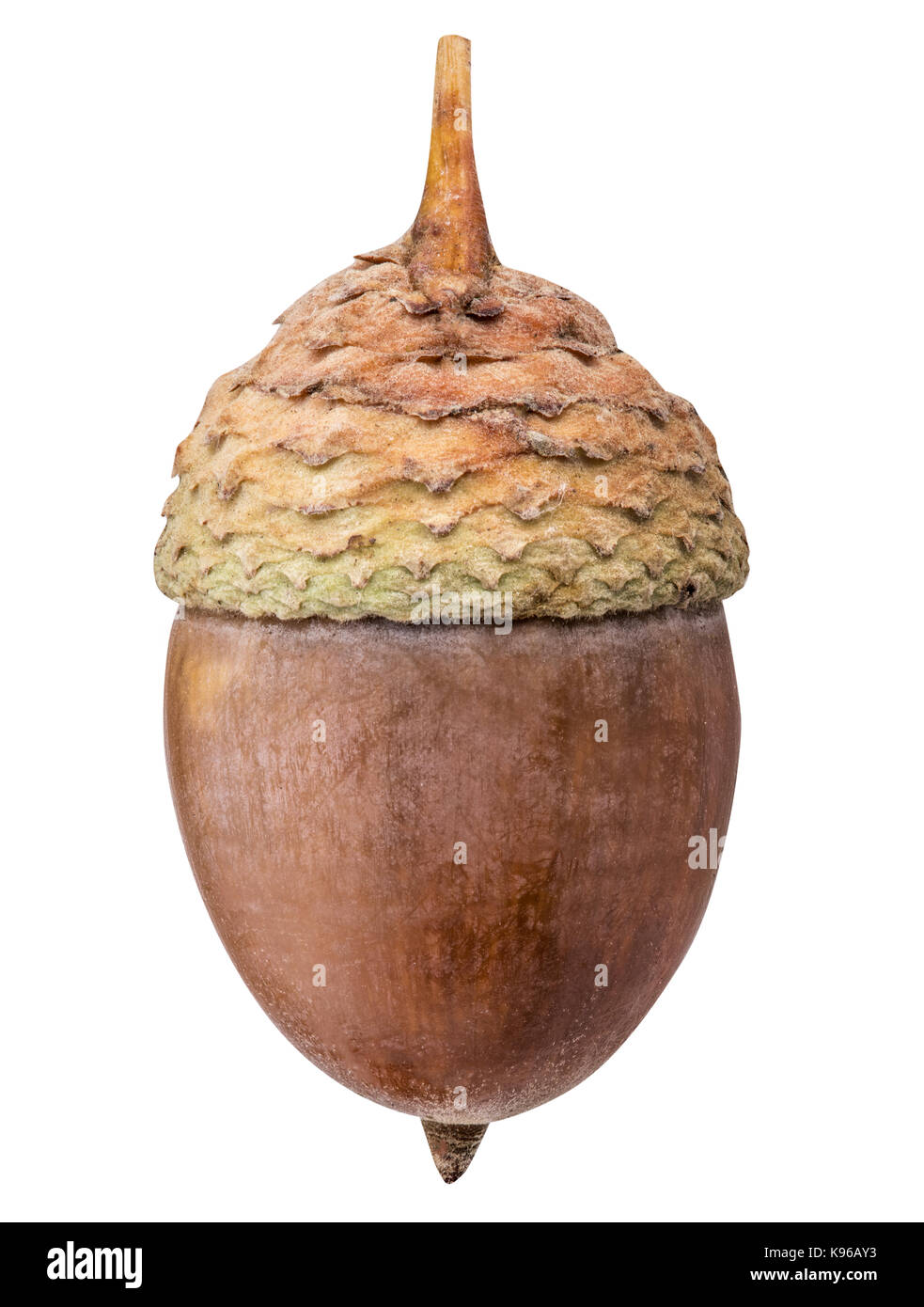 Acorns of oak isolated on white background with clipping path Stock ...