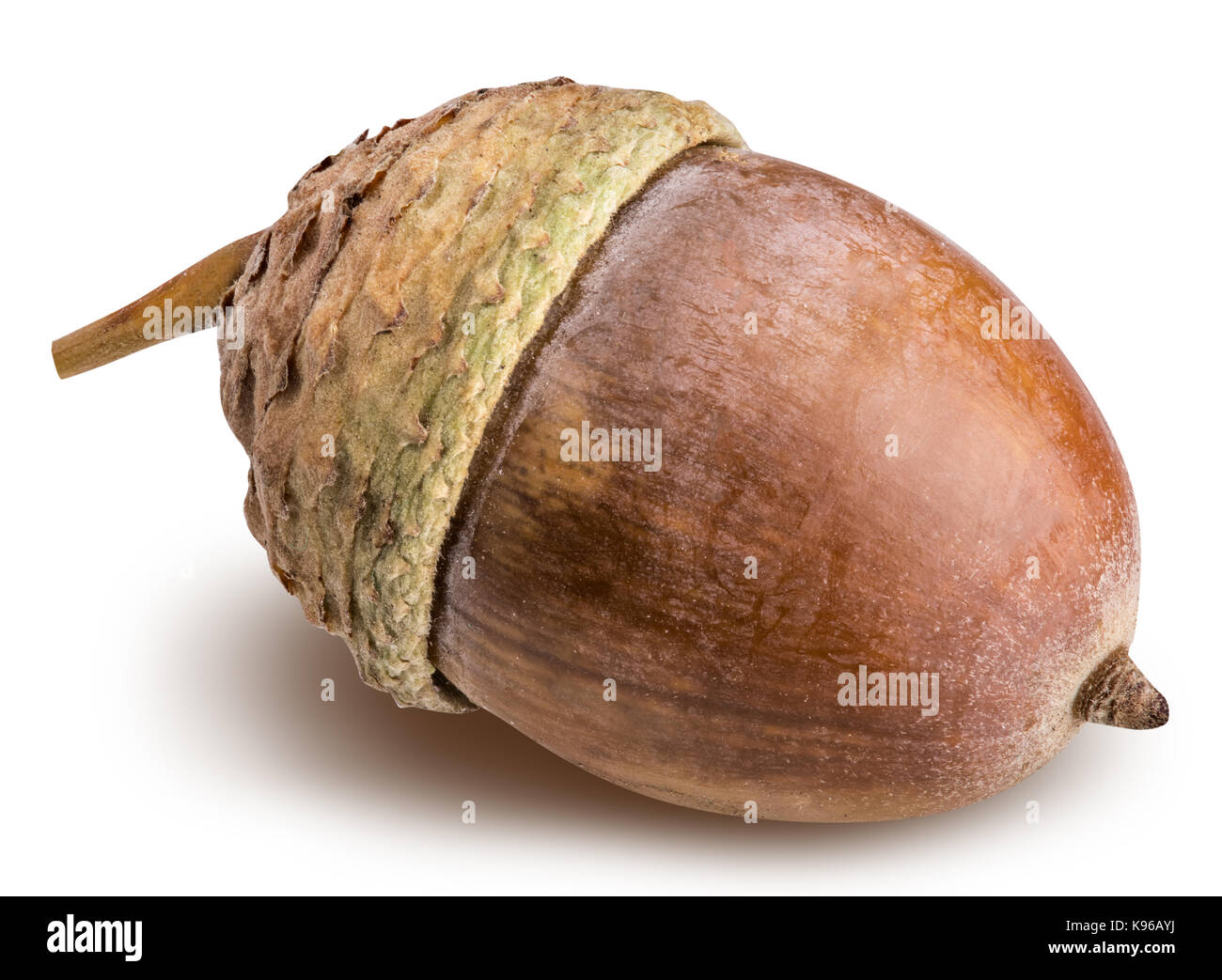 Acorns of oak isolated on white background with clipping path Stock ...