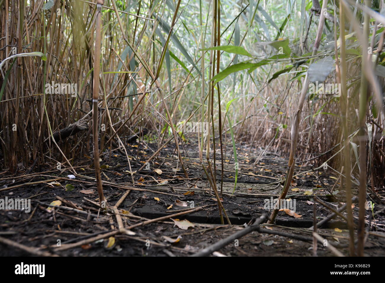 Rotten foot hi-res stock photography and images - Alamy