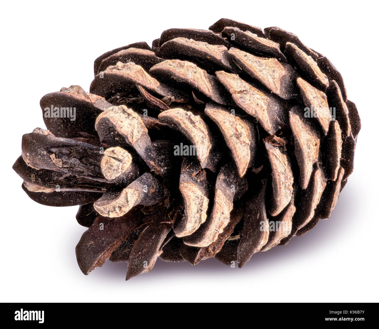 Wood path forest pine Cut Out Stock Images & Pictures - Alamy