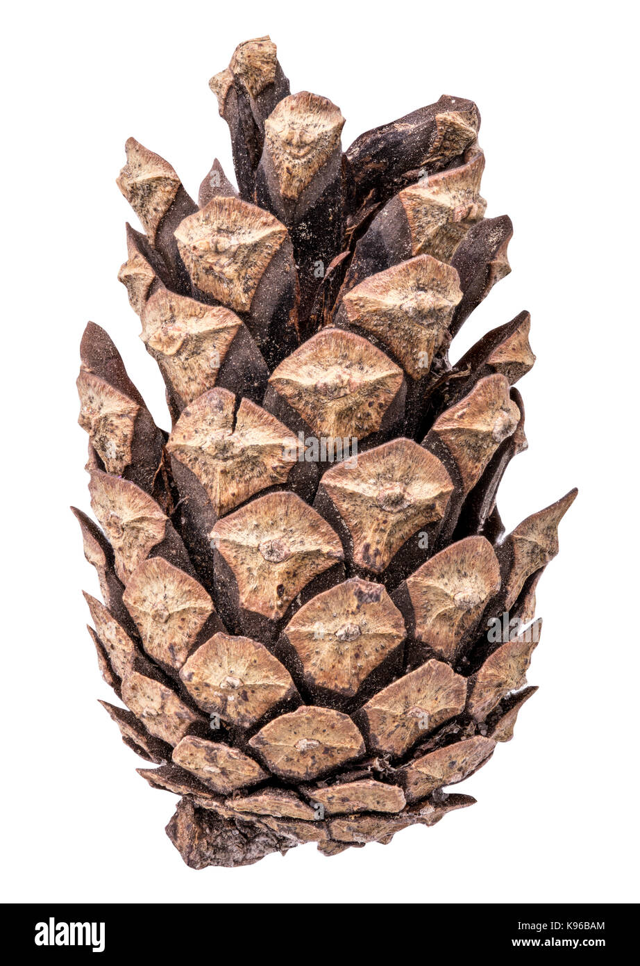 Pine cone isolated on white background with clipping path Stock Photo ...