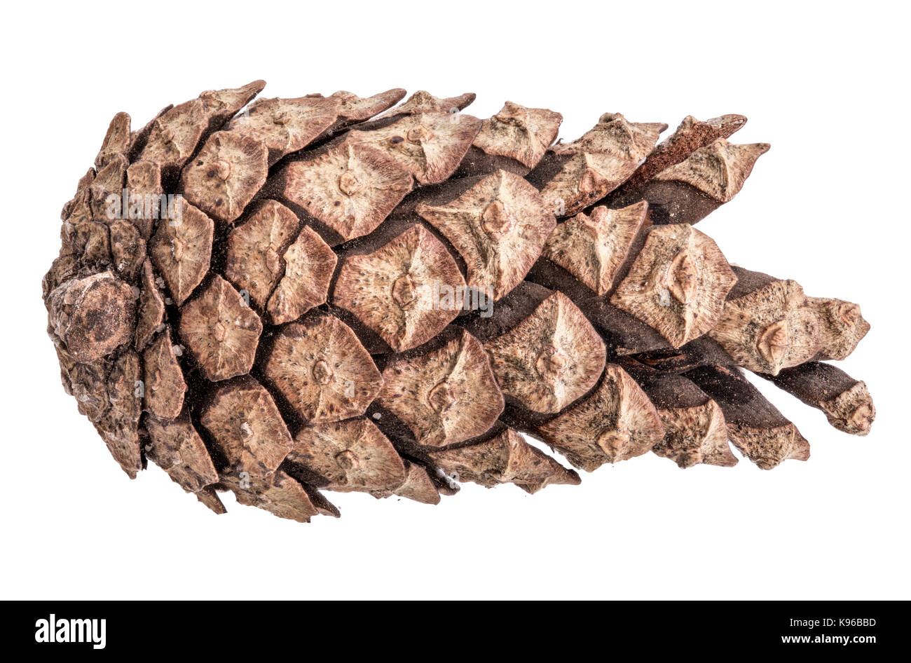 Pine cone isolated on white background with clipping path Stock Photo ...