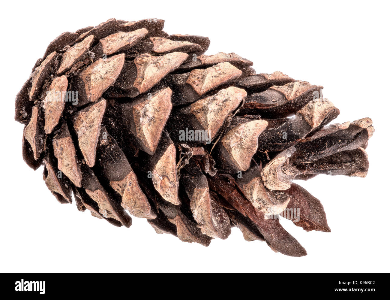 Pine cone isolated on white background with clipping path Stock Photo ...
