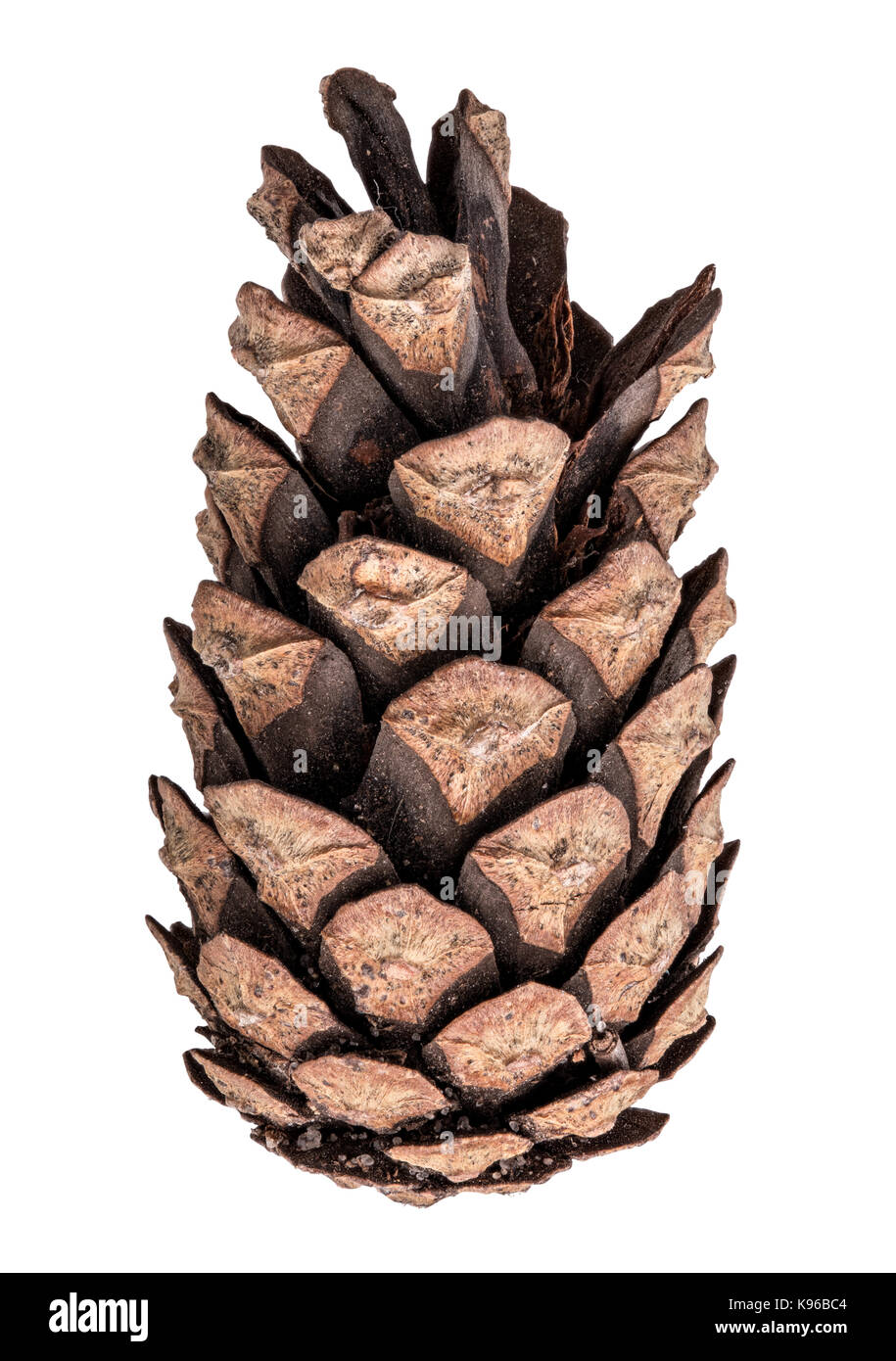 Pine cone isolated on white background with clipping path Stock Photo ...