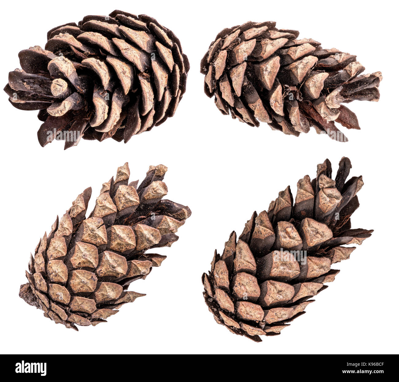 Pine cone isolated on white background with clipping path Stock Photo ...