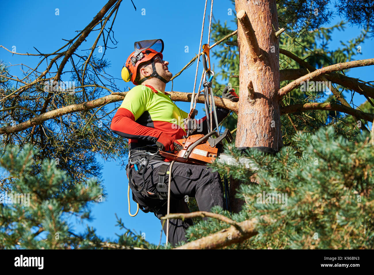 Lumberjack with saw and harness climbing a tree Stock Photo - Alamy