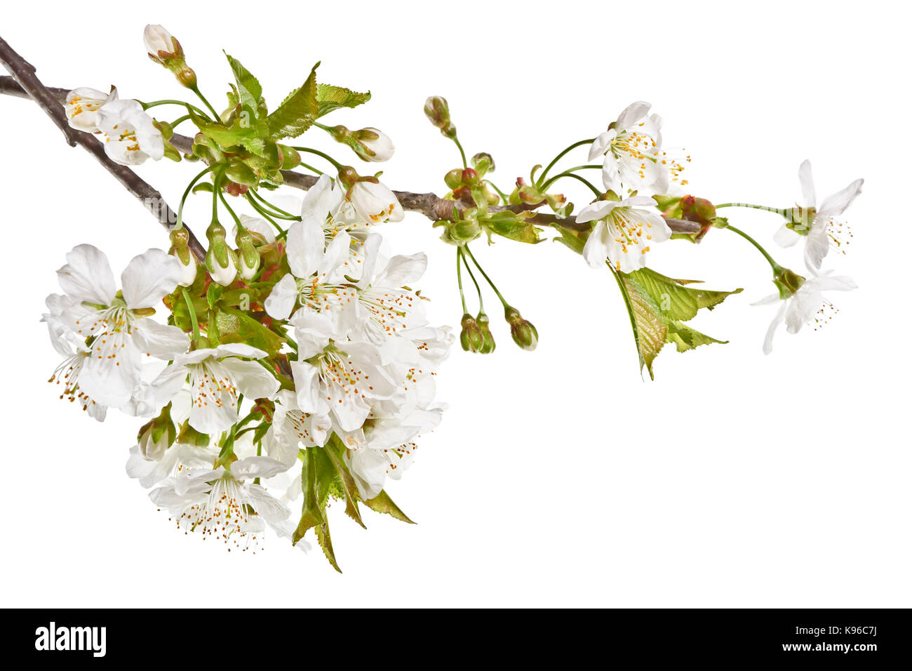 Cherry twigs with white flowers on a white background. Spring flowering ...