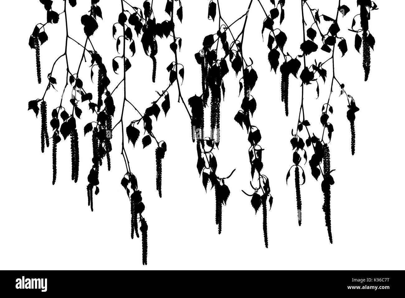 Catkin Inflorescence Drawing