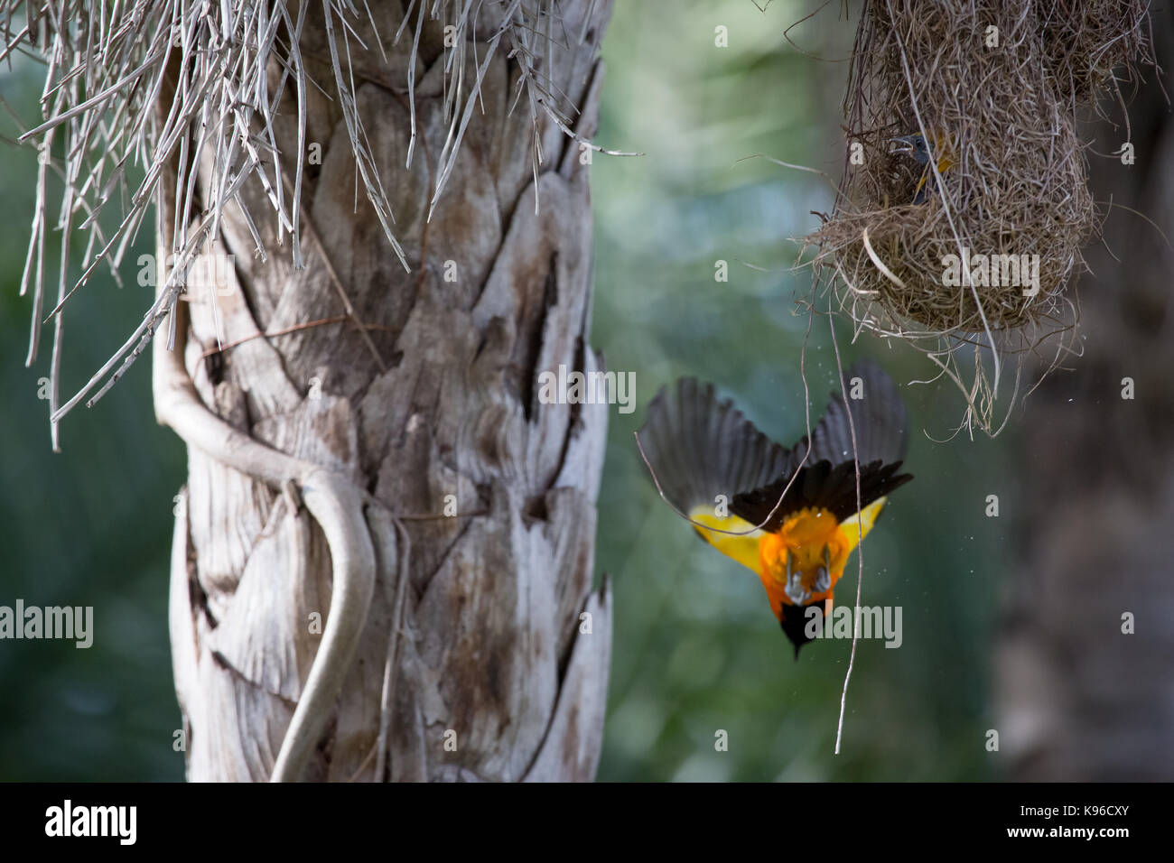 Brazilian Pantanal - Campo troupial Bird Stock Photo - Alamy