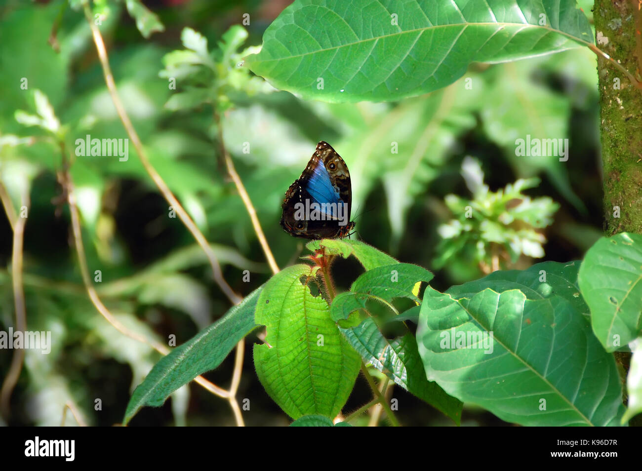 Blue morpho butterfly costa rica hi-res stock photography and images ...