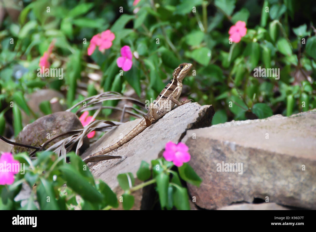Brown Basilisk Lizard is resting on a rock with one foot raised for ...
