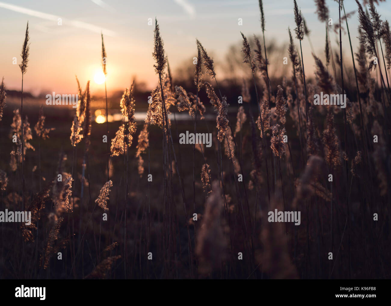 Early evening golden light hi-res stock photography and images - Alamy