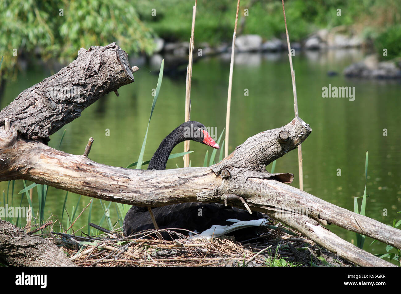 black swan lying on nest Stock Photo - Alamy
