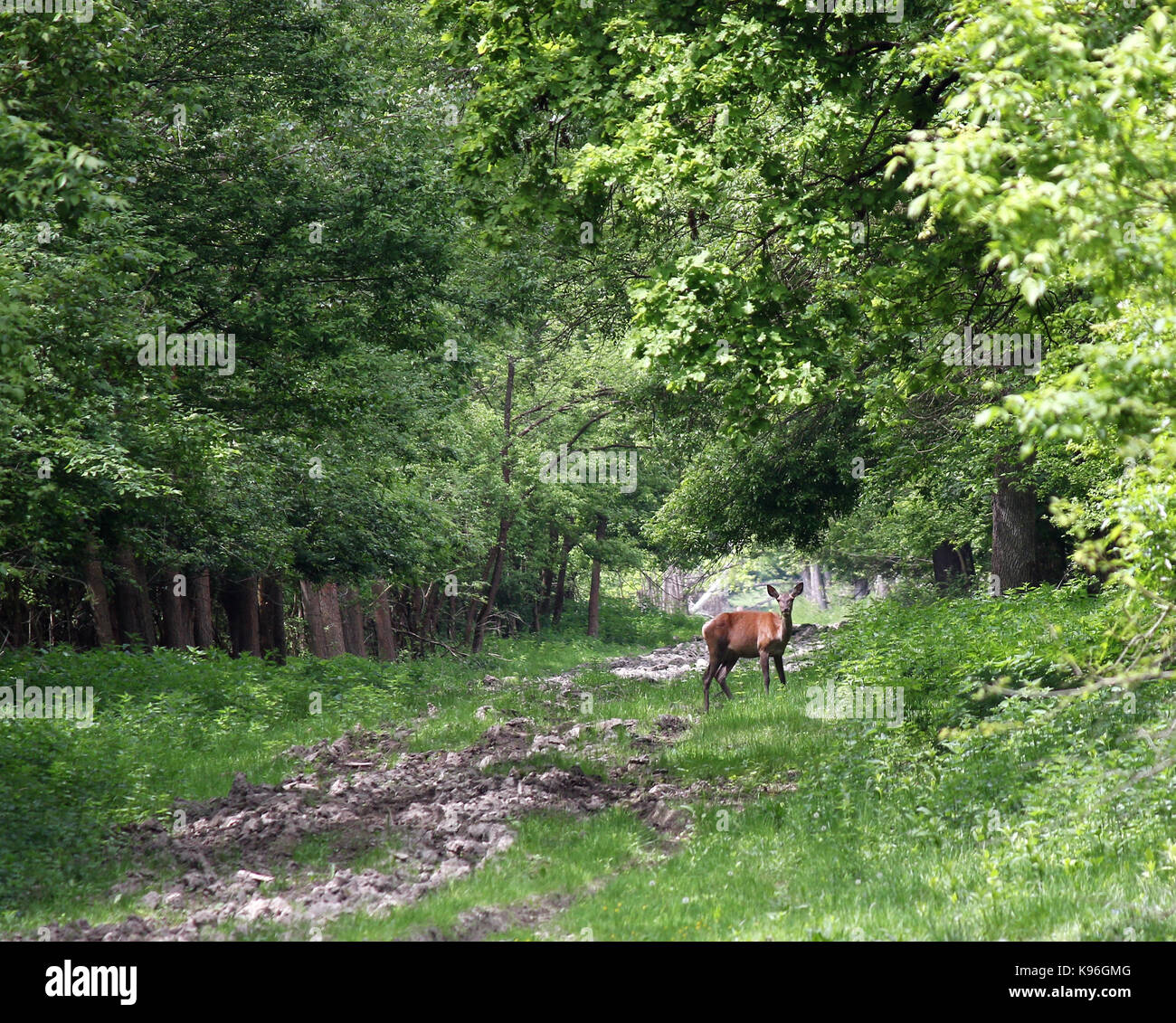 deer doe in forest nature wildlife Stock Photo - Alamy