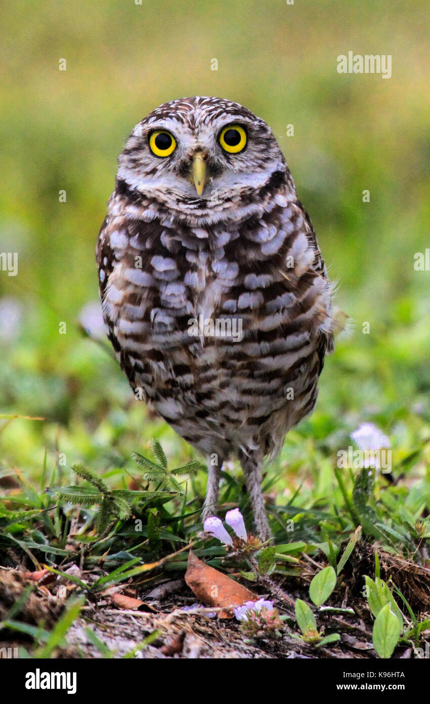 Howdy Bird High Resolution Stock Photography and Images - Alamy