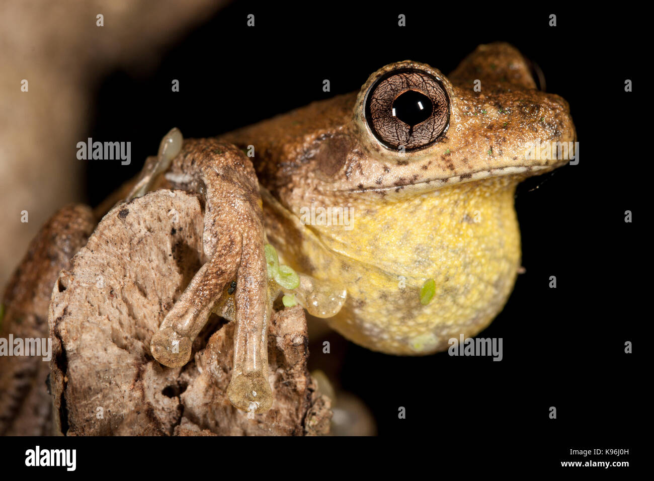 Peron's Tree Frog (Litoria peronii) singing on branch. Hopkins Creek ...