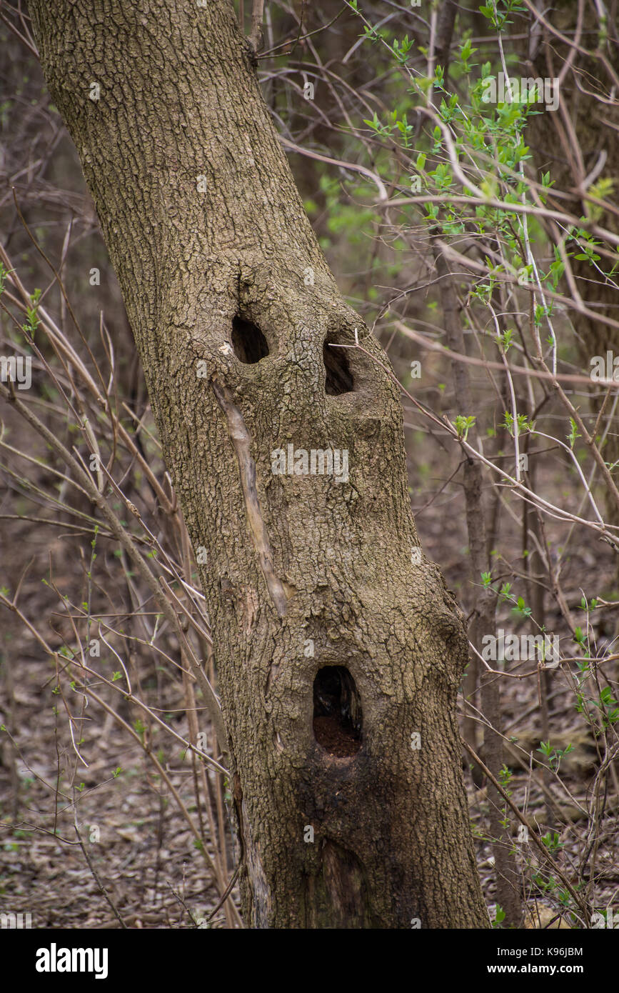 Rough tree trunk hollow hi-res stock photography and images - Alamy