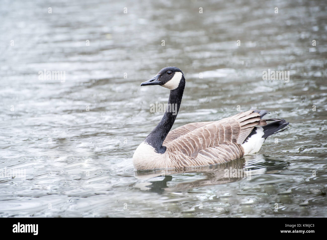 Black brown long neck goose hi-res stock photography and images - Alamy