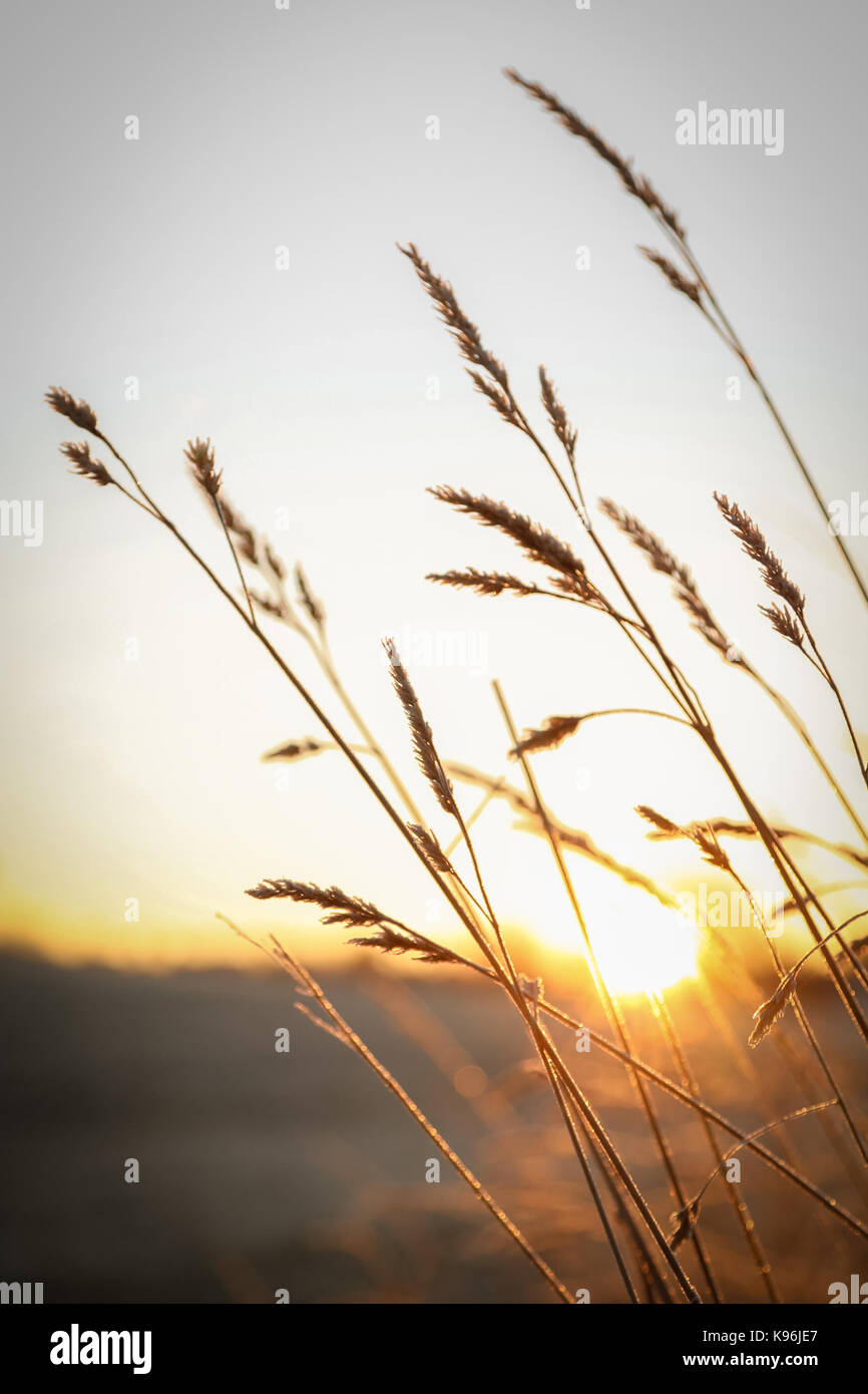 straws in sunrise Stock Photo - Alamy