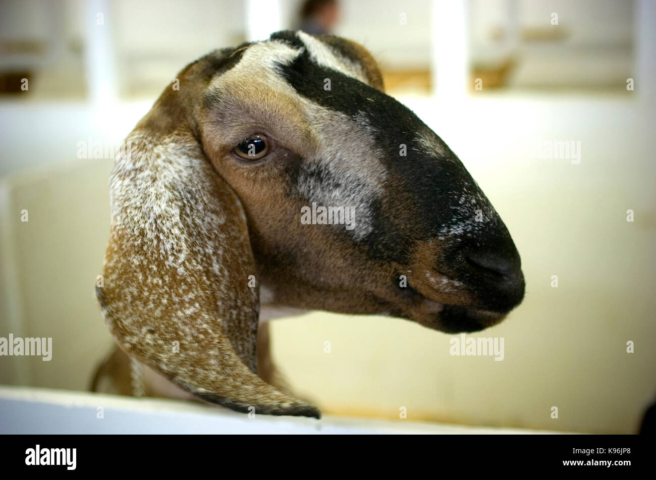 Prized goat hi-res stock photography and images - Alamy