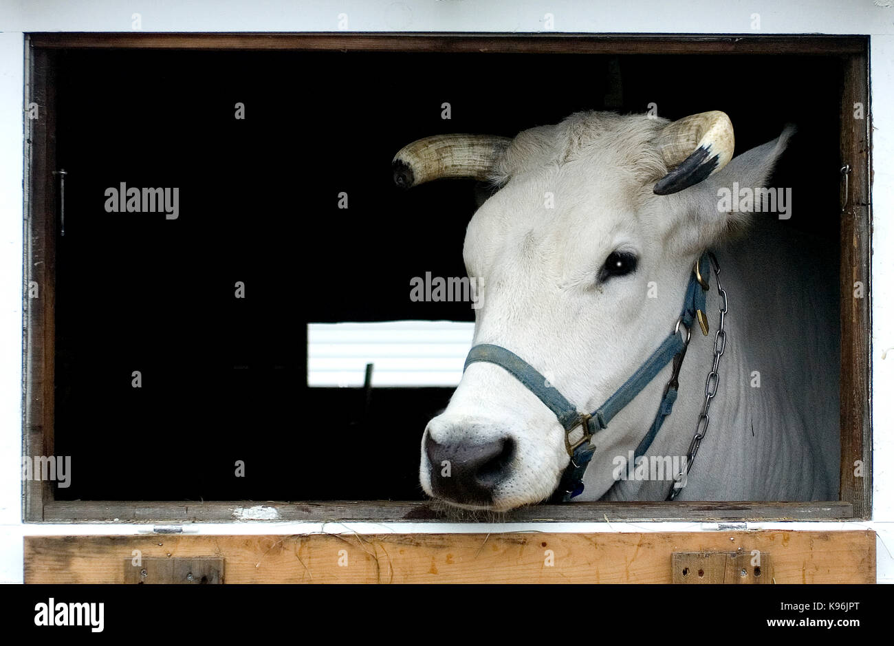 Prize oxen hi-res stock photography and images - Alamy