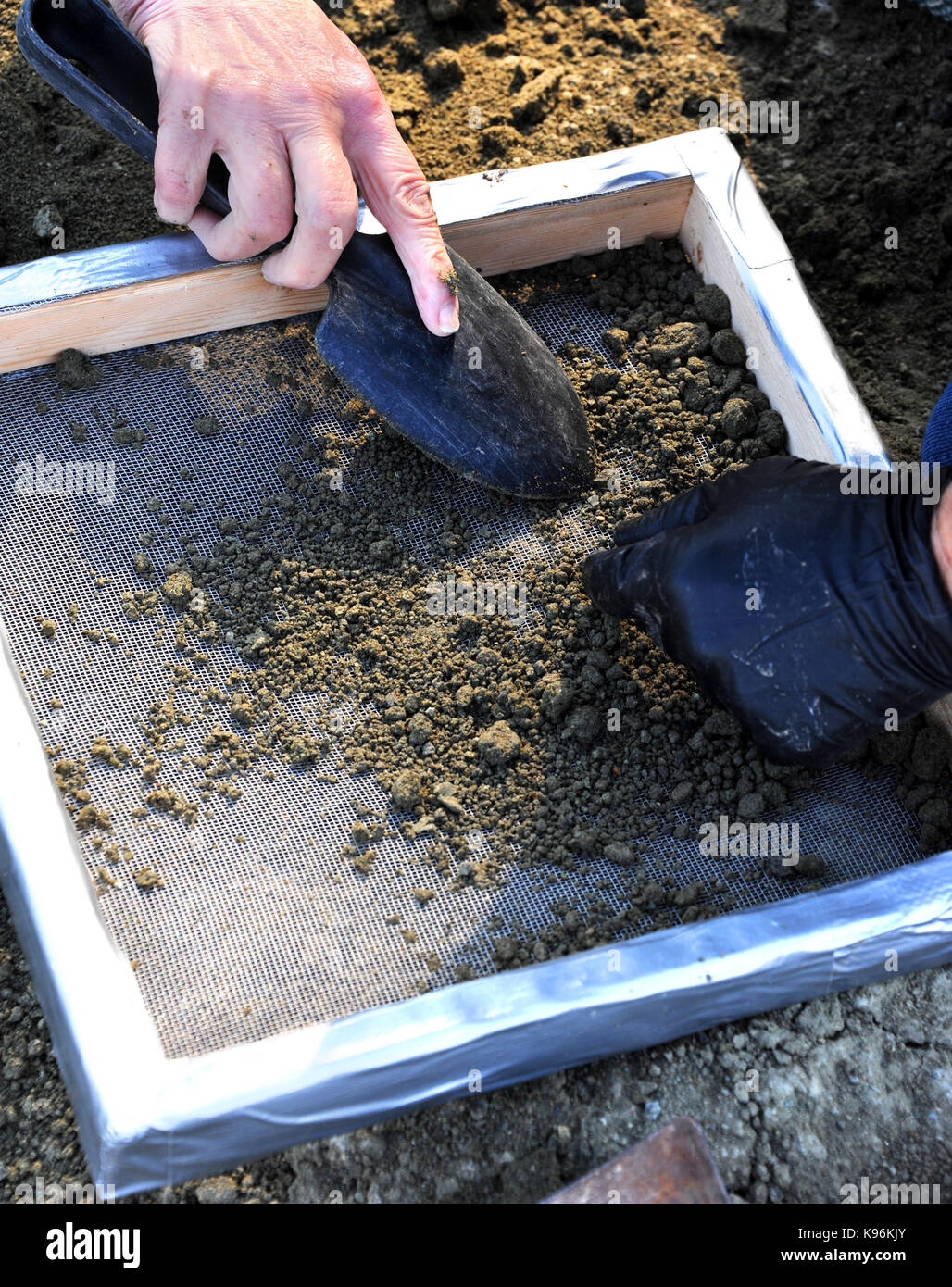 Closeup of man and woman using a screen and shovel to sift dirt looking ...