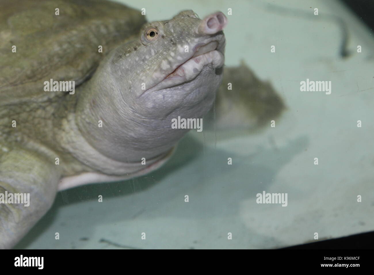 Baby Softshell Turtle High Resolution Stock Photography and Images - Alamy