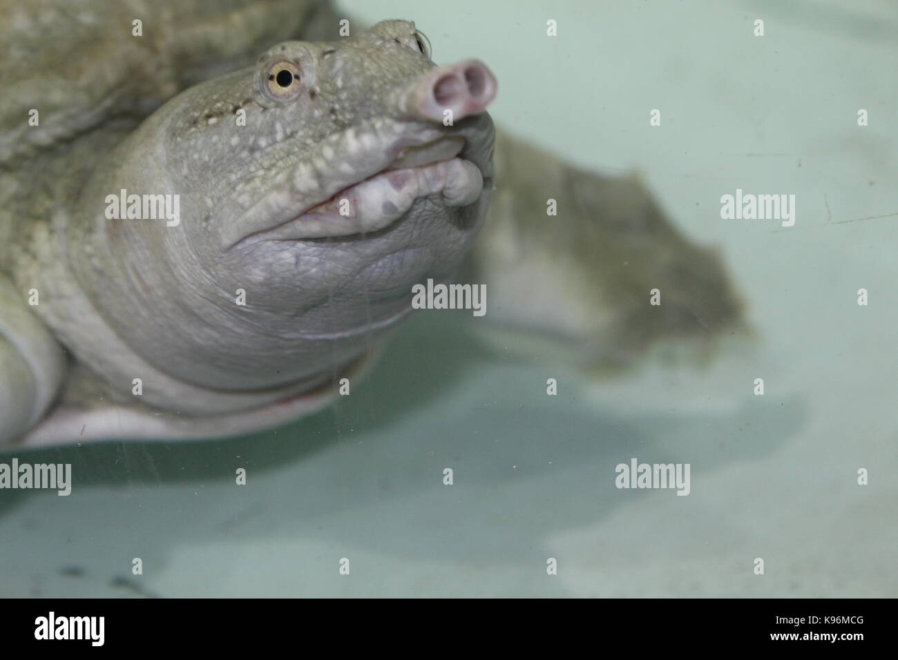 Baby softshell turtle hi-res stock photography and images - Alamy