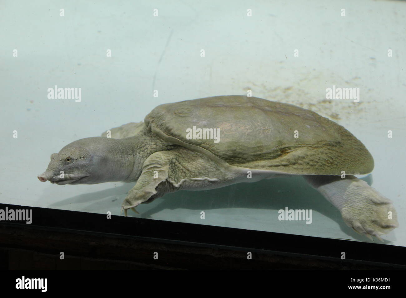 Baby softshell turtle hi-res stock photography and images - Alamy
