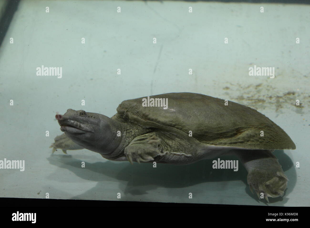 Baby softshell turtle hi-res stock photography and images - Alamy