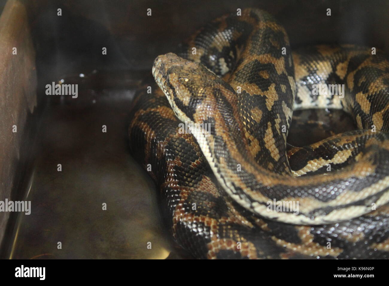 Royal phyton hi-res stock photography and images - Alamy