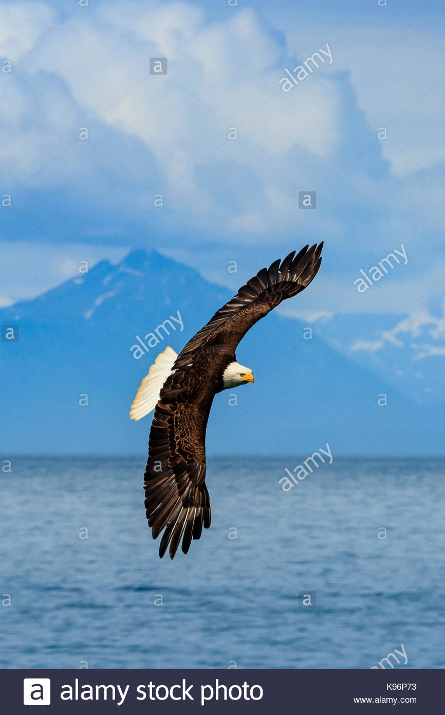 Bald Eagle, Haliaeetus leucocephalus, in flight along the shoreline in ...